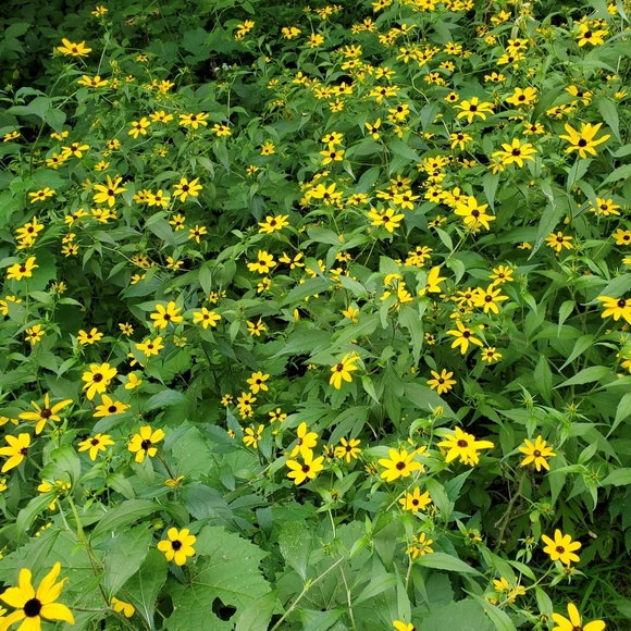 Amber's Closet (@mohawk_stars) | Poshmark